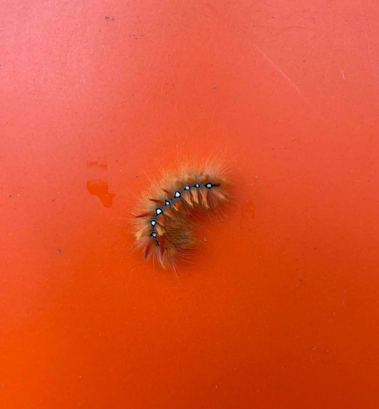 How are women's urinals good for the planet? - PEEQUAL